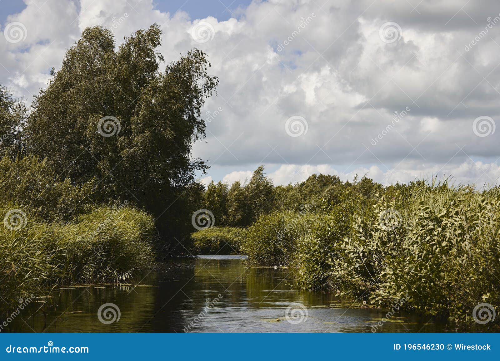 River Surrounded by Greenery Stock Photo - Image of tree, green: 196546230