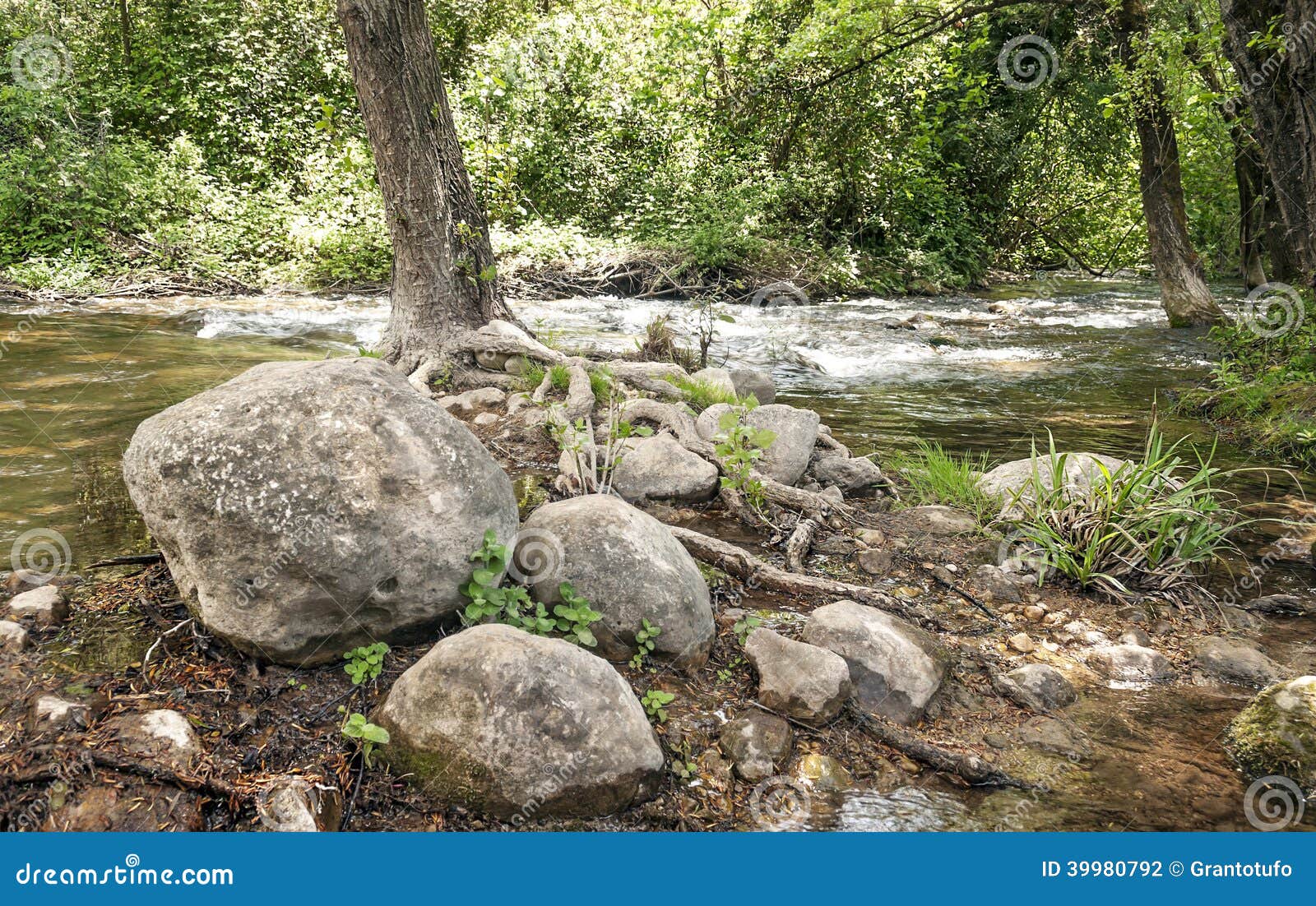 River Surrounded by Greenery Stock Photo - Image of colorful, country ...