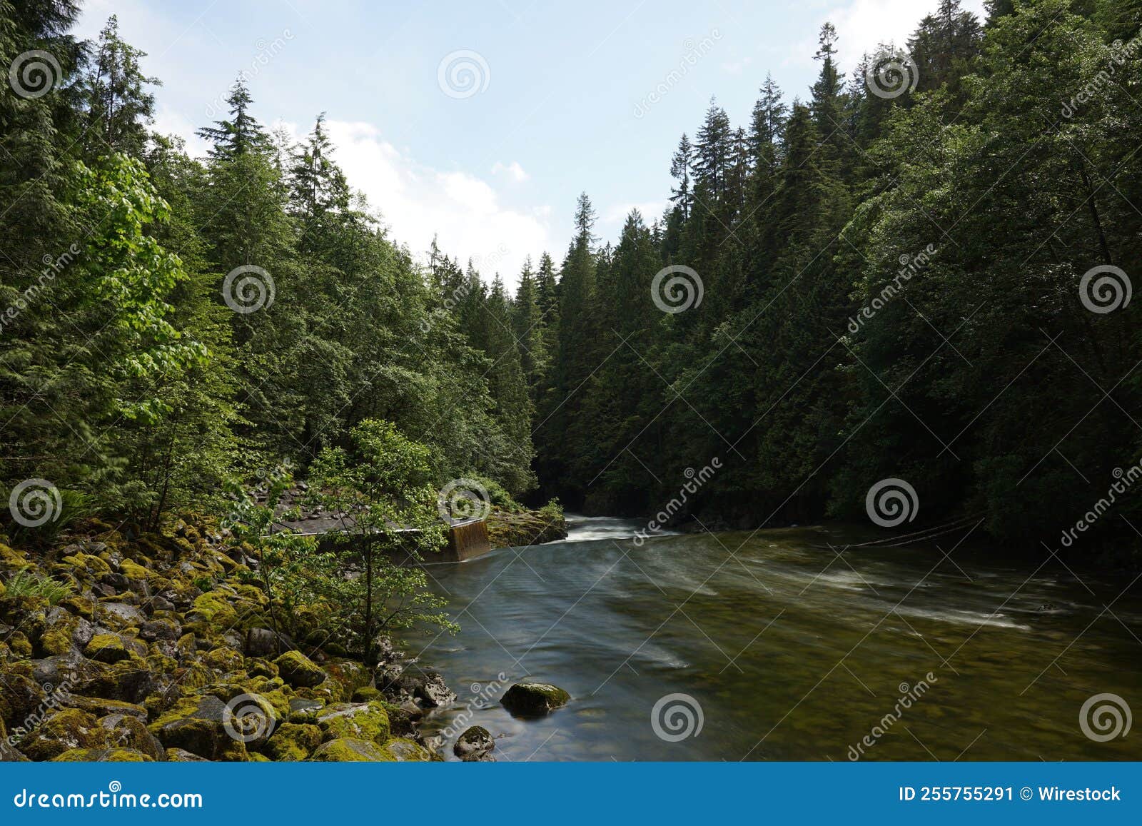 River Surrounded by Pine Trees Stock Image - Image of grass, landscape ...