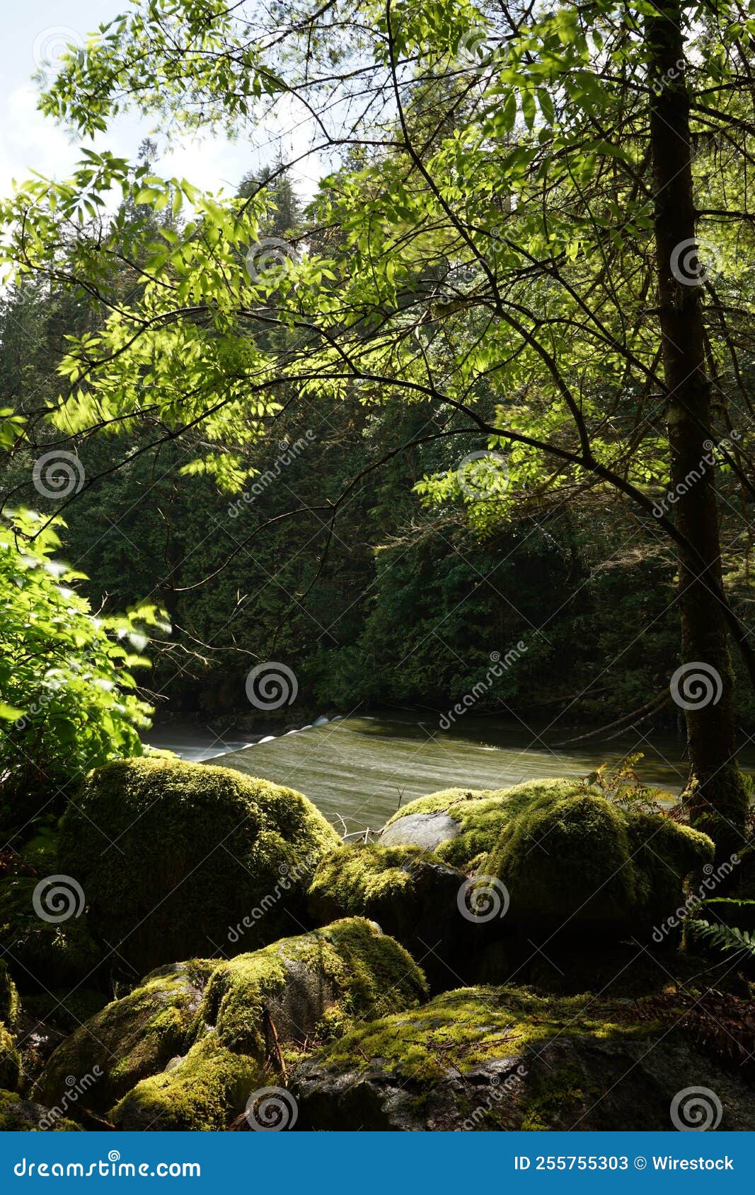 River Surrounded by Pine Trees Stock Image - Image of rocks, outdoors ...