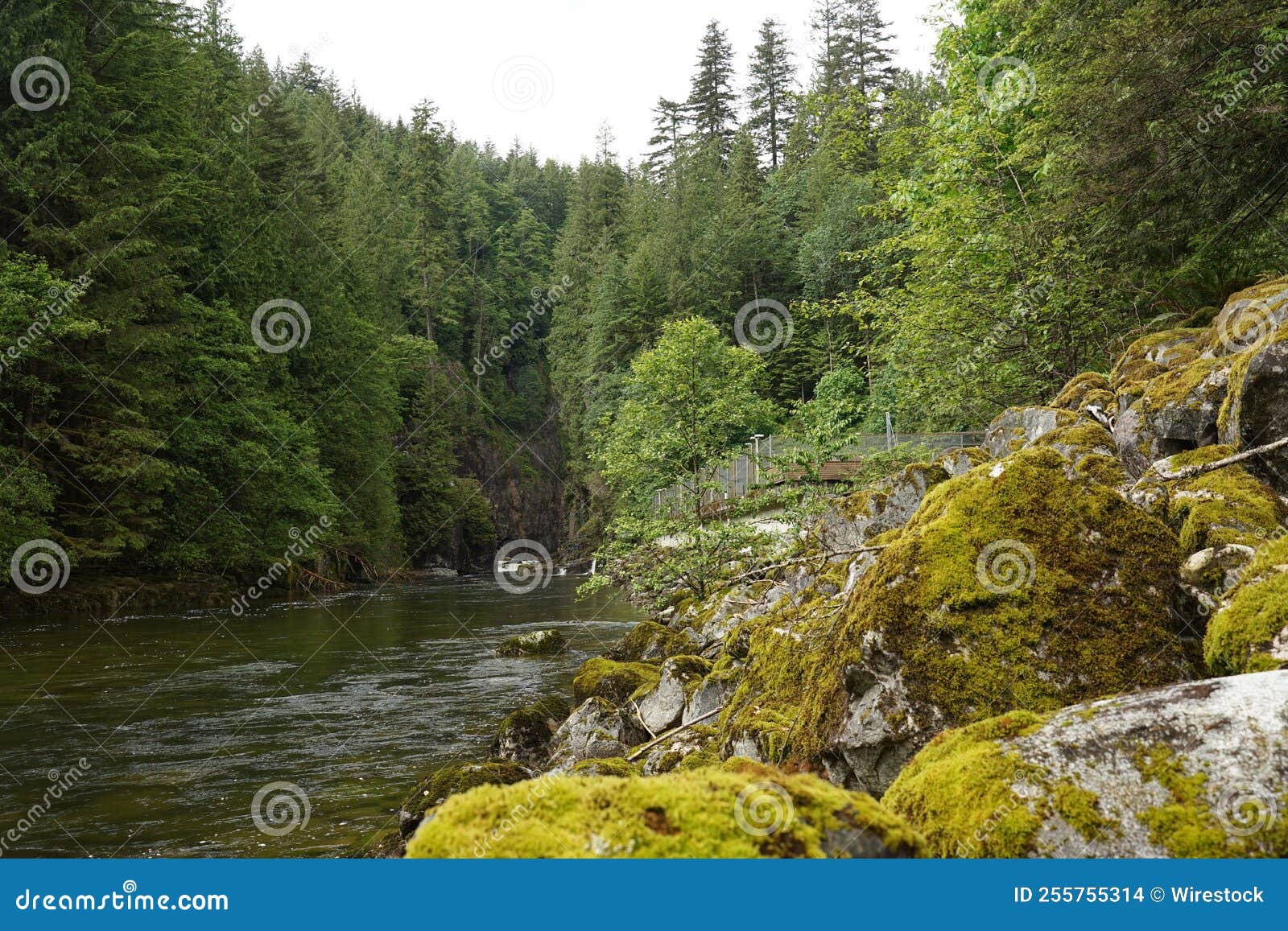 River Surrounded by Pine Trees Stock Photo - Image of plant, nature ...