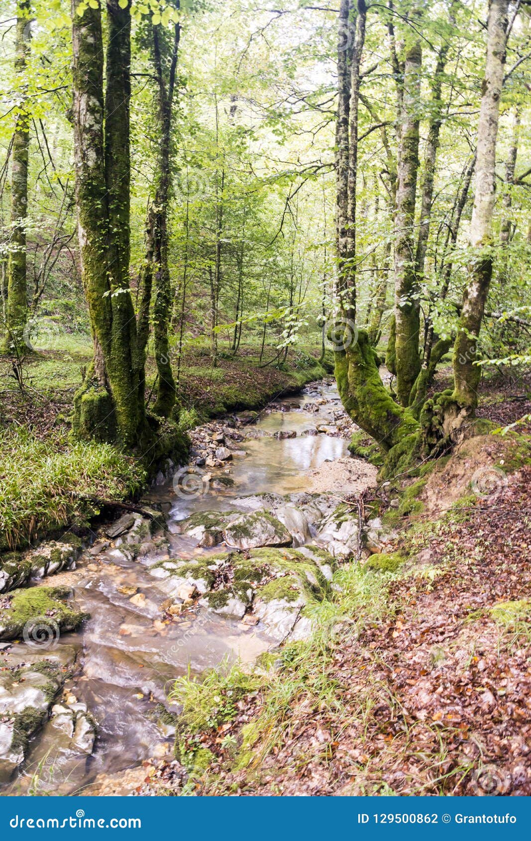 River surrounded by trees stock photo. Image of spanish - 129500862 River surrounded by trees stock photo. Image of spanish - 129500862
