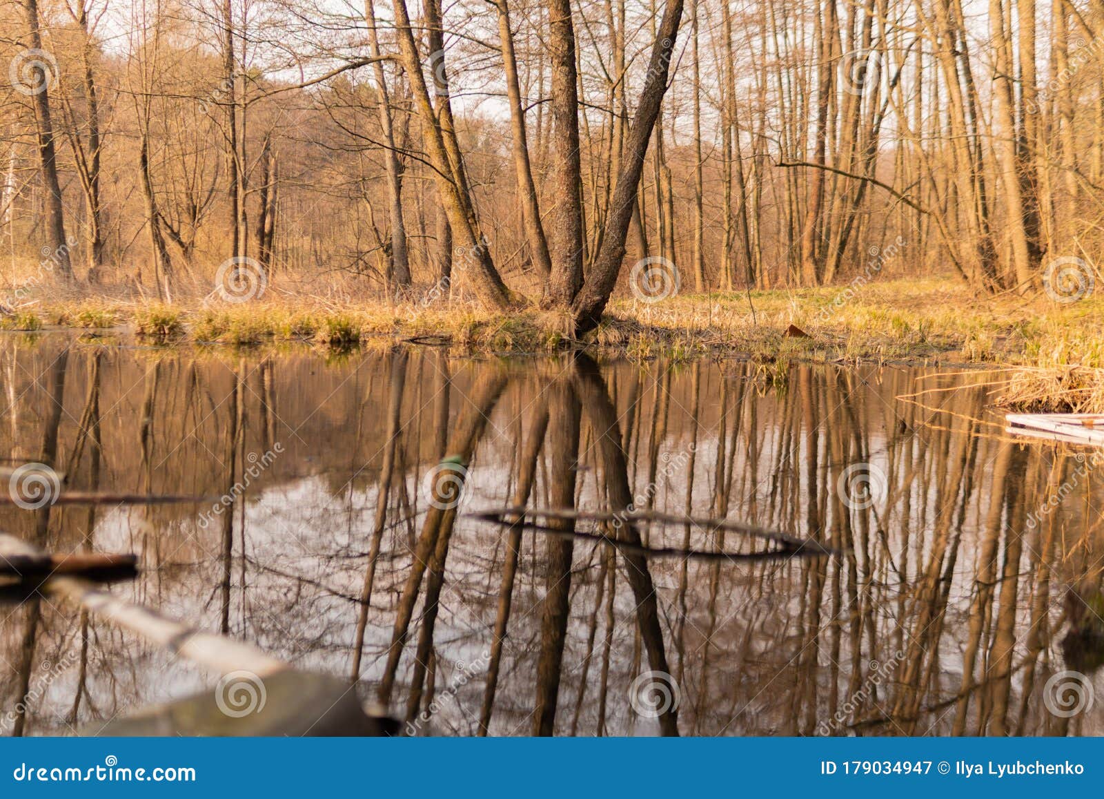 River, Swamp, Forest, Trees, Spring Ater Flows Stock Image - Image of ...