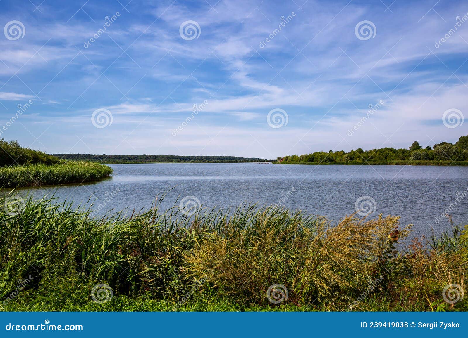 River with a Swamp in the Village on a Sunny Day Stock Photo - Image of ...