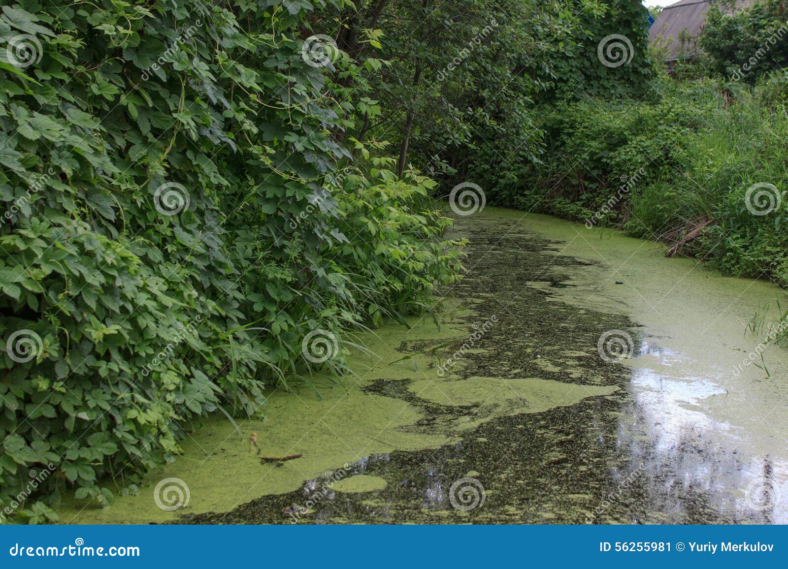 The river swamped stock image. Image of small, landscape - 56255981