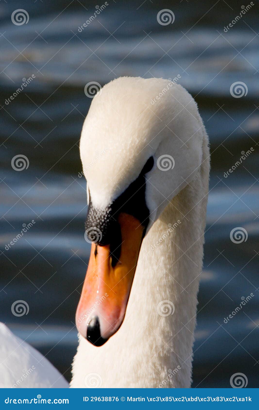 River swan head stock photo. Image of head, purity, love - 29638876
