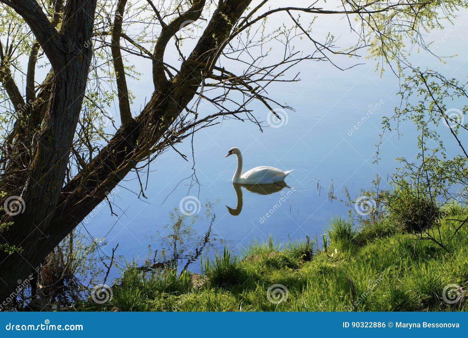 River swan tree grass stock photo. Image of blue, awakening - 90322886