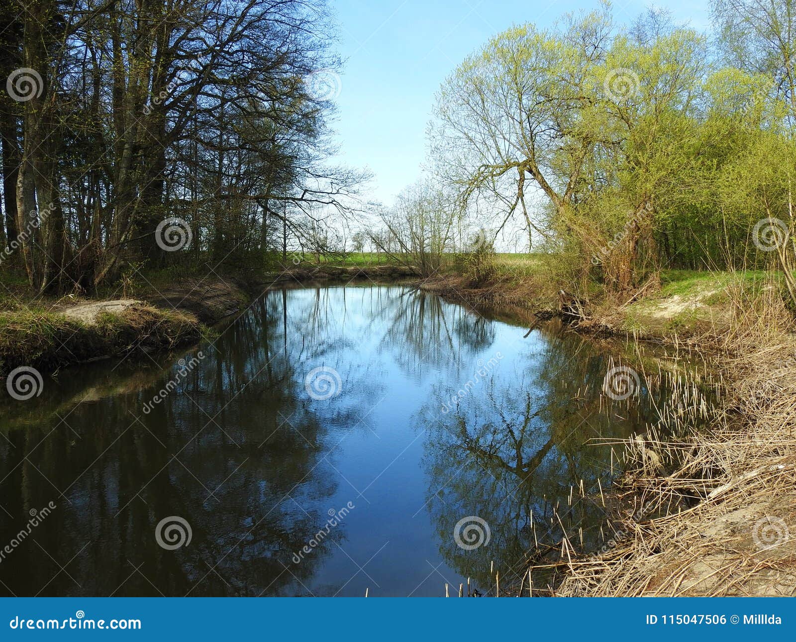 River Sysa and Beautiful Trees in Spring, Lithuania Stock Photo - Image ...