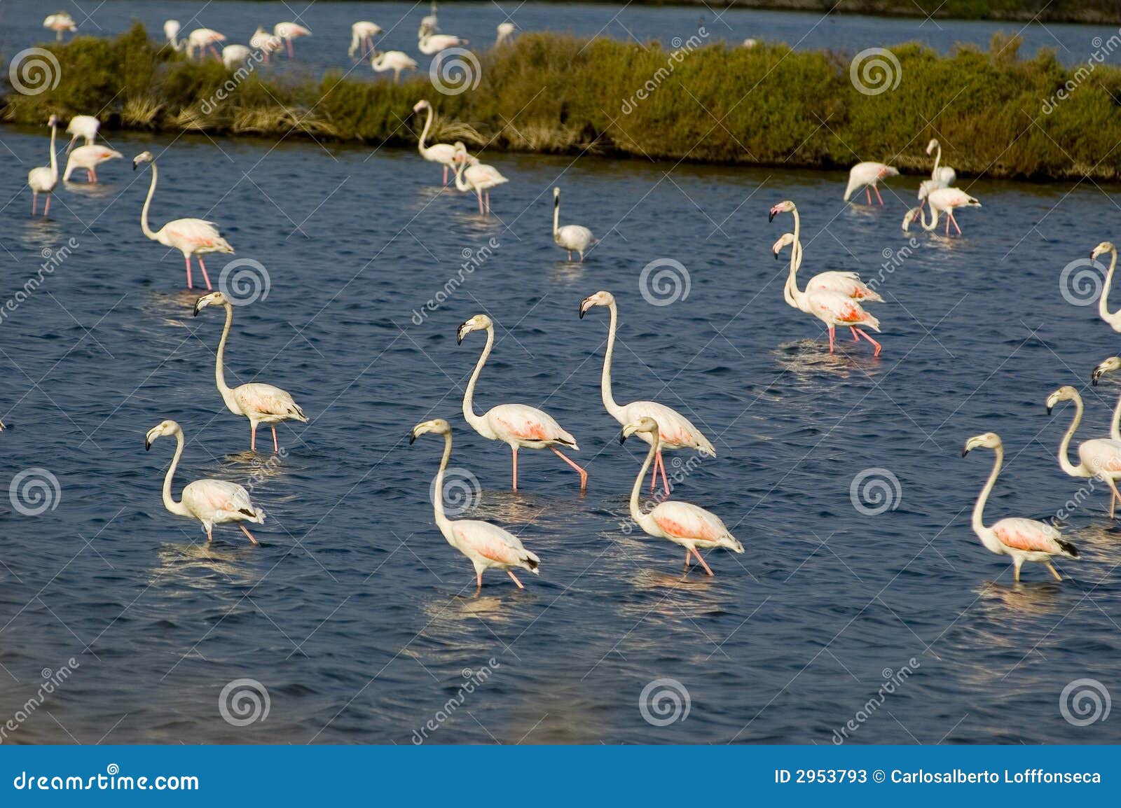 River Tagus Flamingo stock image. Image of conservation - 2953793