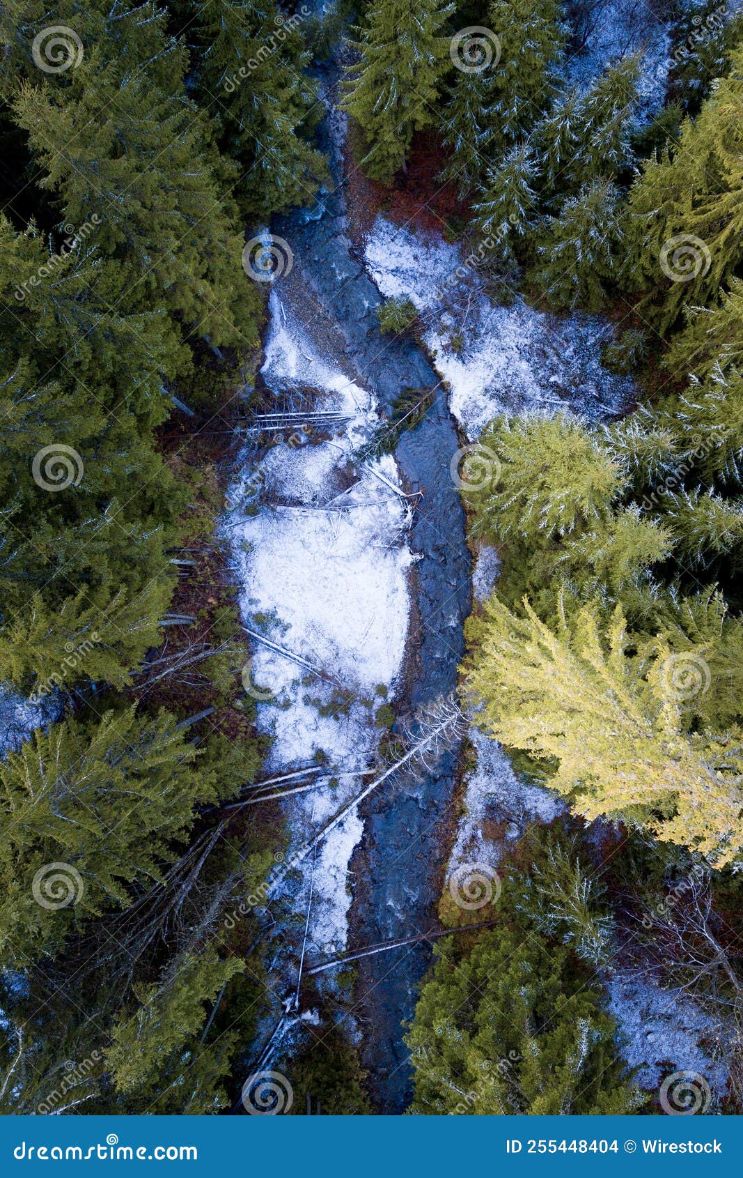 River with Tall Trees on the Side in the Forest Stock Photo - Image of ...