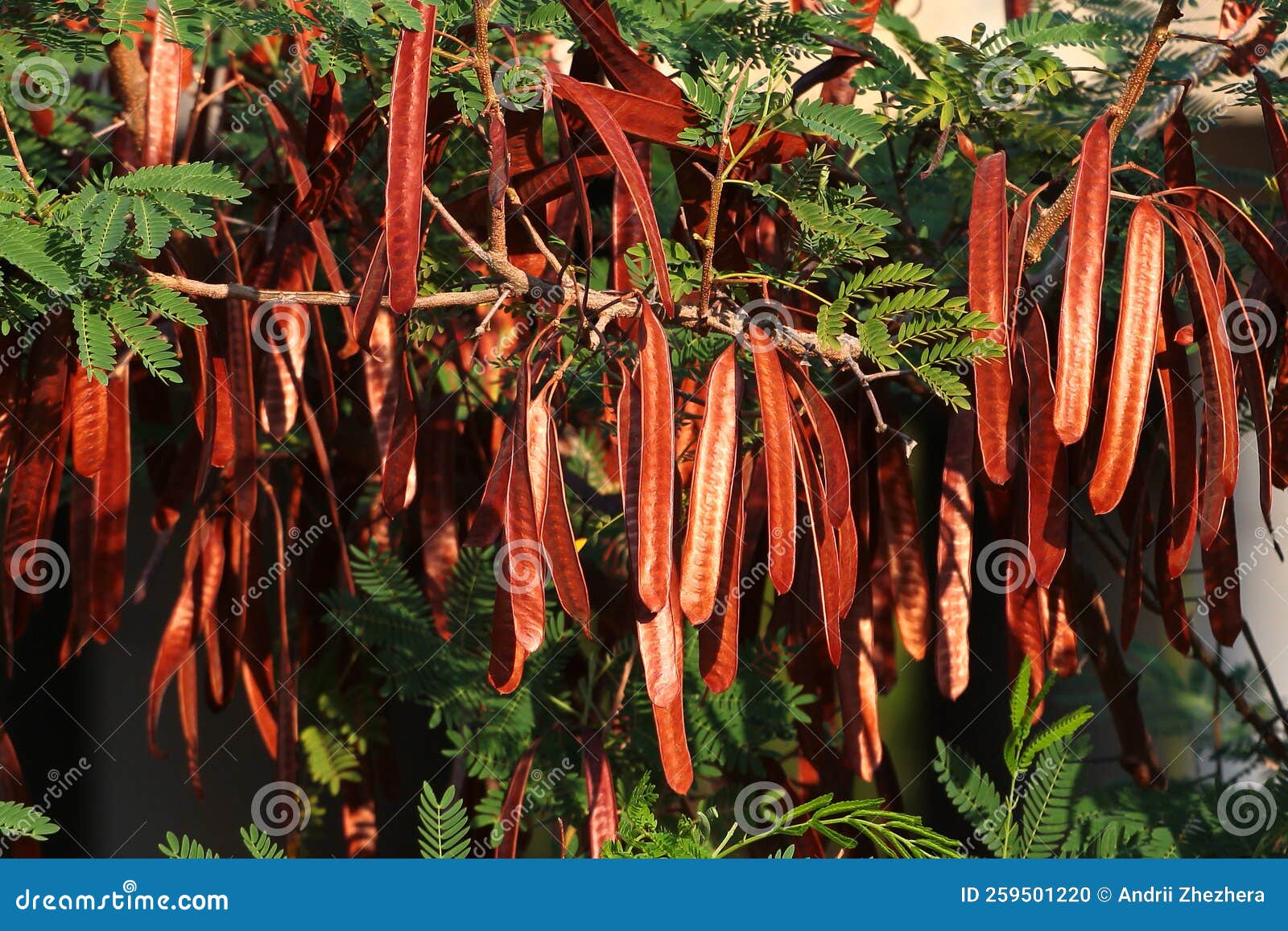River Tamarind, or Leucaena Leucocephala Leaves and Pods on a Tree ...