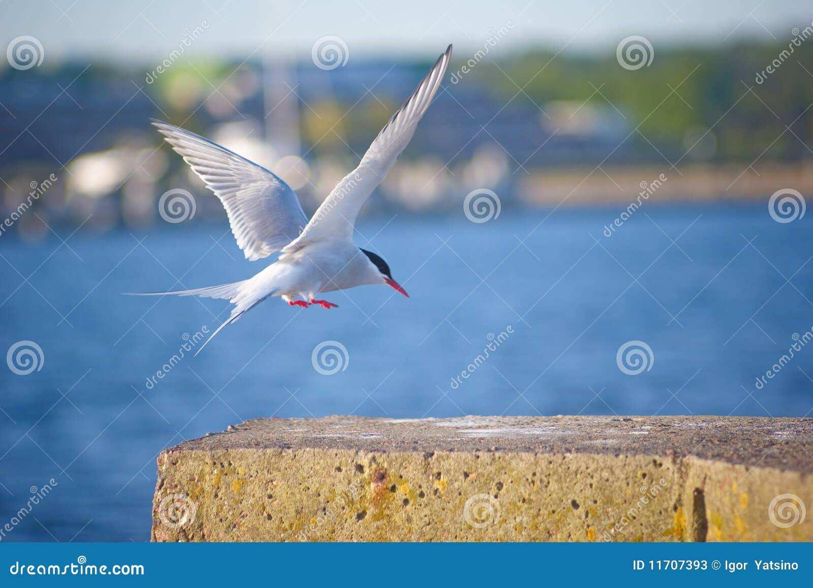 River Tern stock image. Image of white, river, water - 11707393