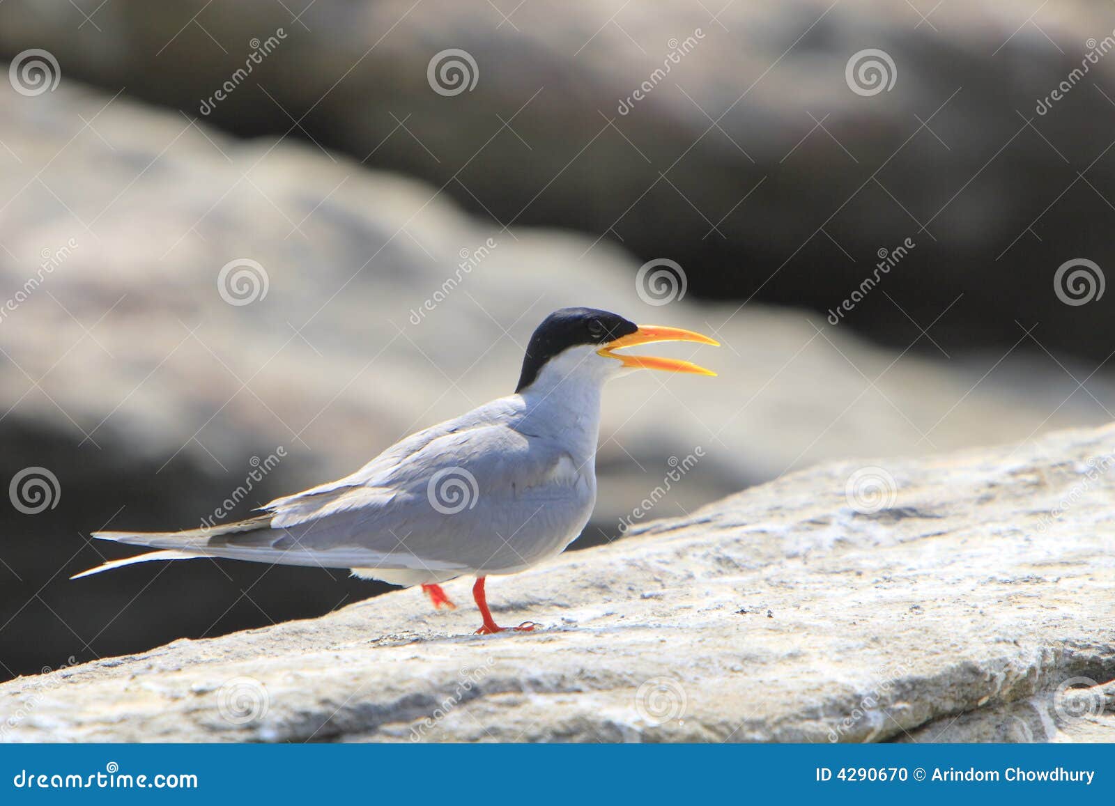 River tern stock photo. Image of standing, beak, black - 4290670
