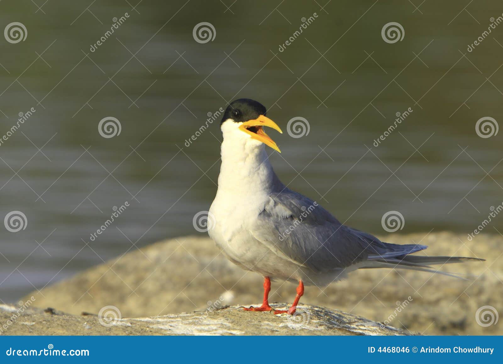 River tern stock photo. Image of family, blue, blow, feather - 4468046