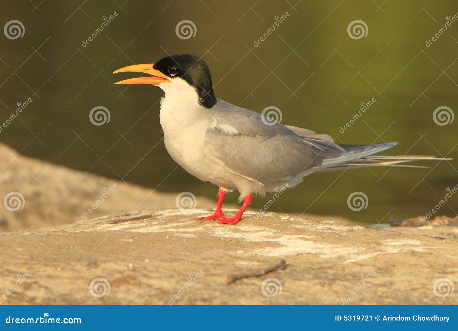 River tern stock image. Image of bird, aurantia, feather - 5319721