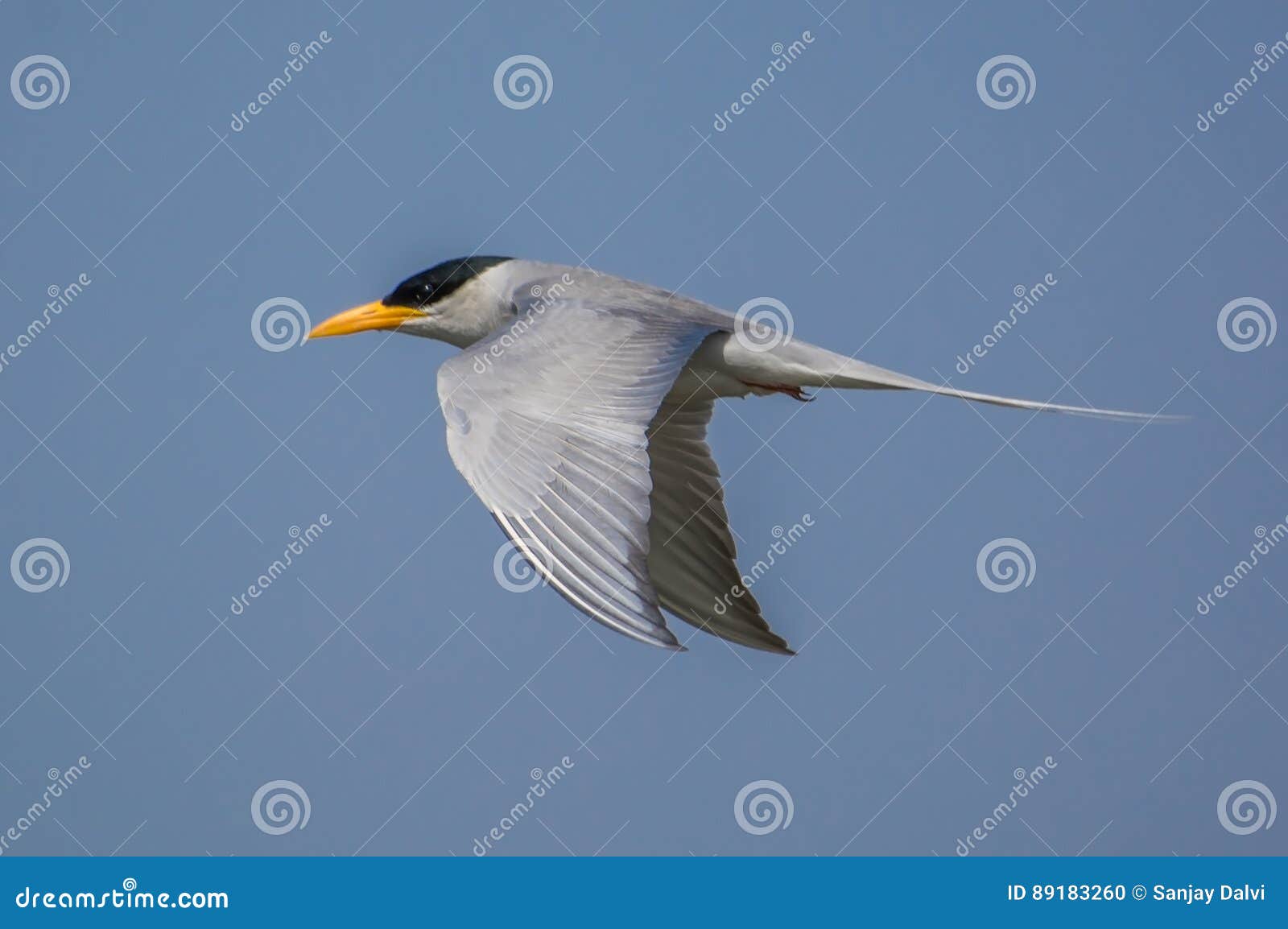 A River tern bird stock photo. Image of india, ocean - 89183260