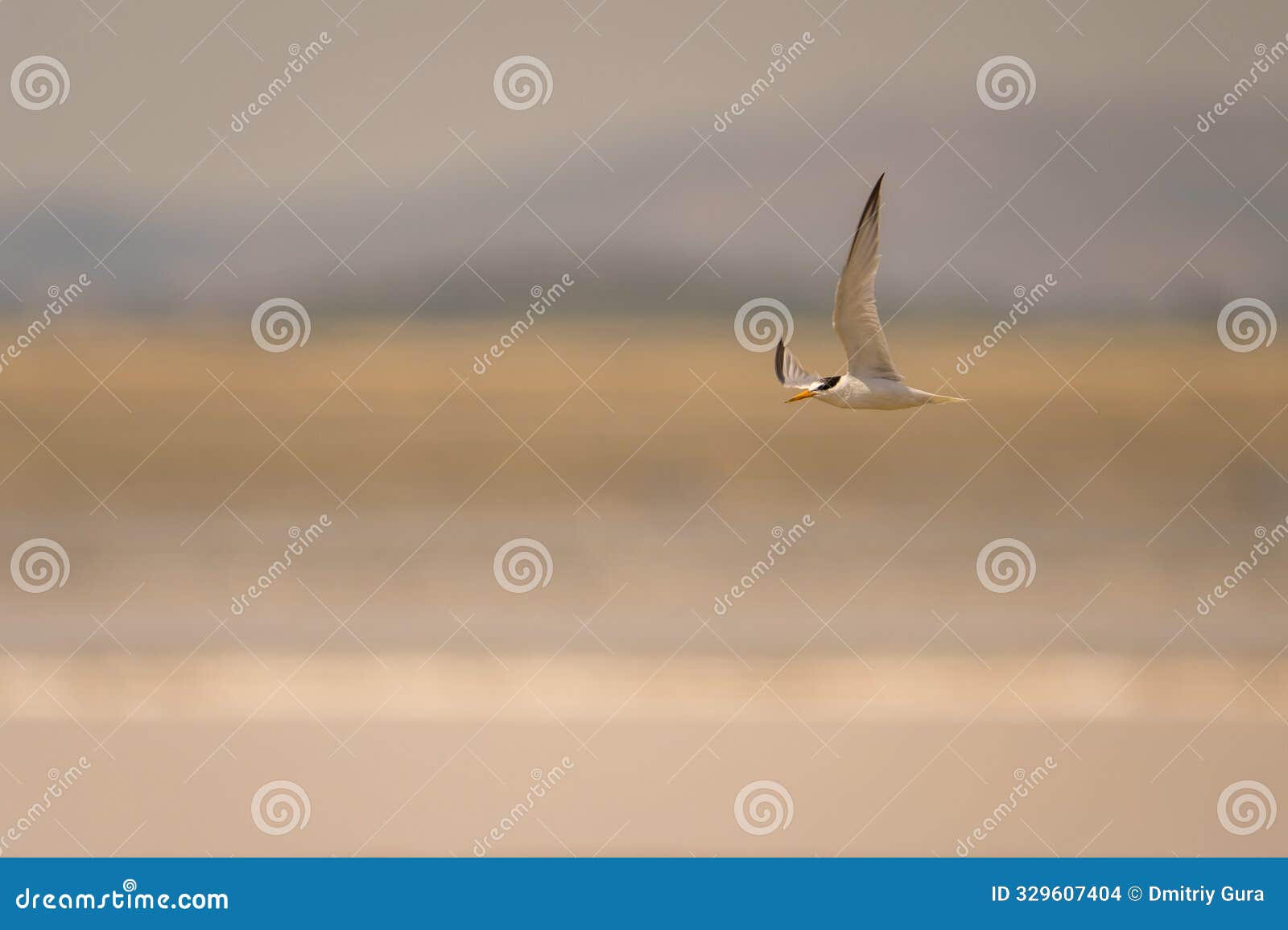 River Tern in Flight. Narta Lagoon in Vlore, Albania Stock Photo ...