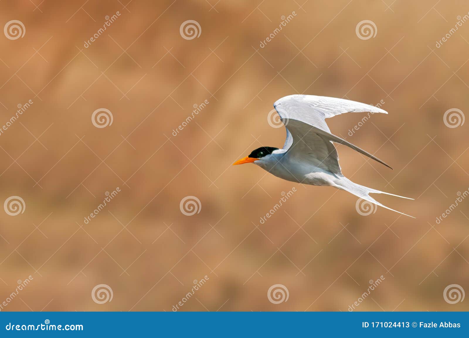 River tern stock image. Image of wings, syedfabbas, birds - 171024413