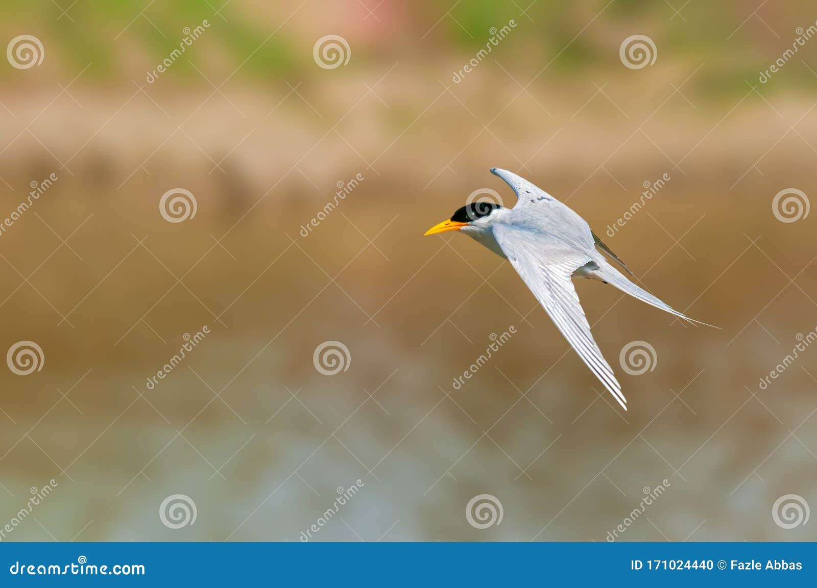River tern stock photo. Image of birds, river, action - 171024440