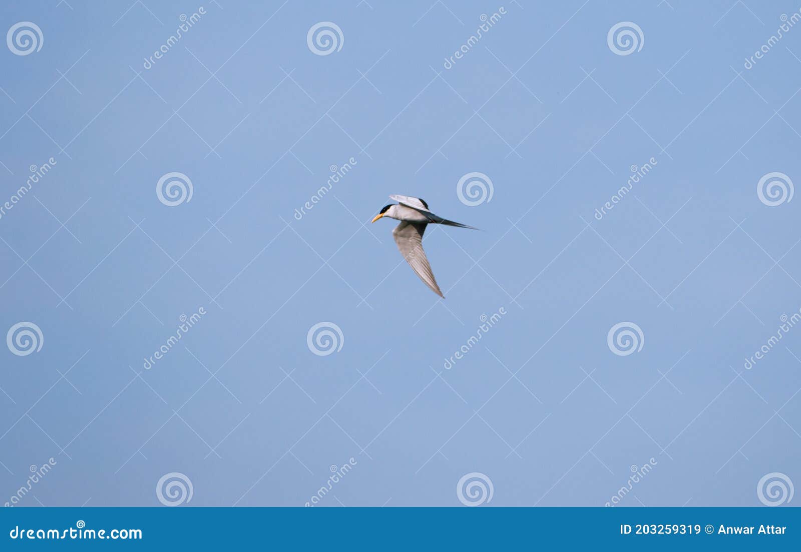 River Tern Bird Flying in the Sky Stock Image - Image of feathers ...