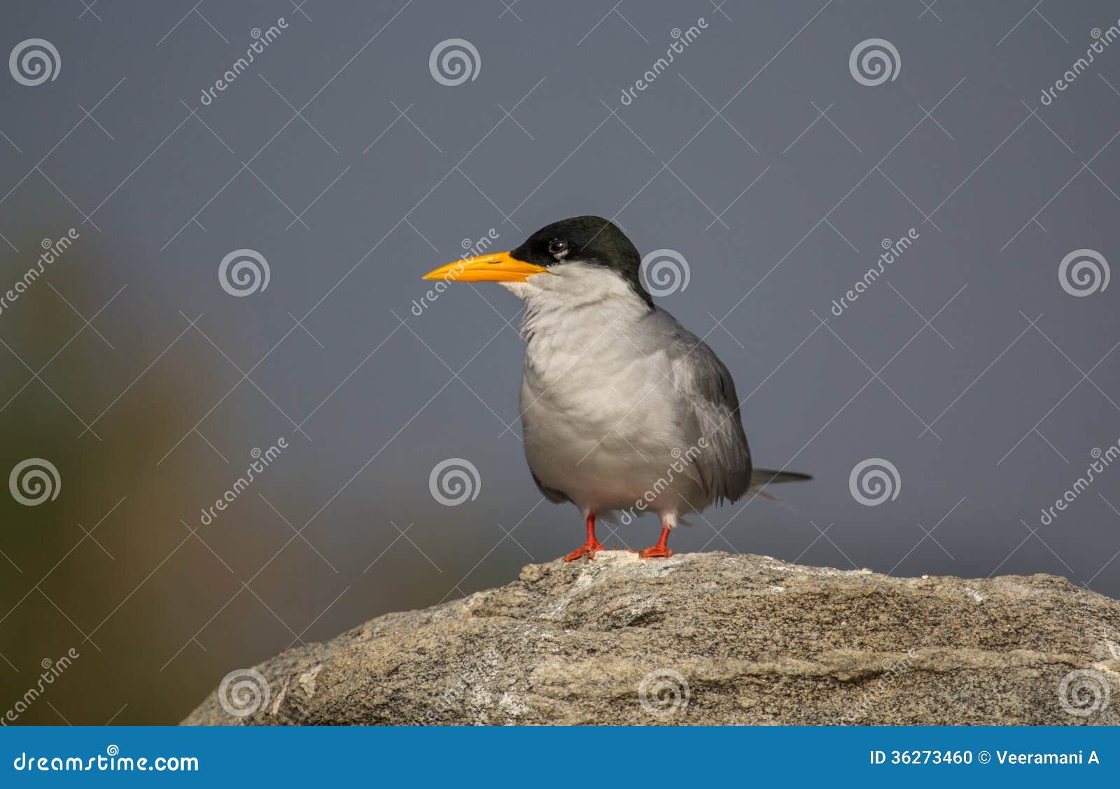 River Tern or Indian River Tern Stock Photo - Image of breeder, blow ...