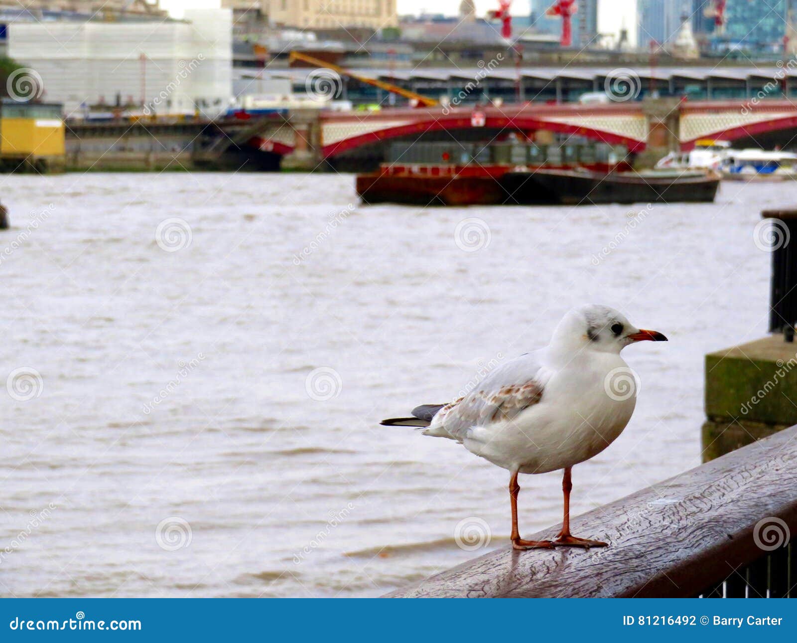 River Thames stock photo. Image of bird, gull, england - 81216492