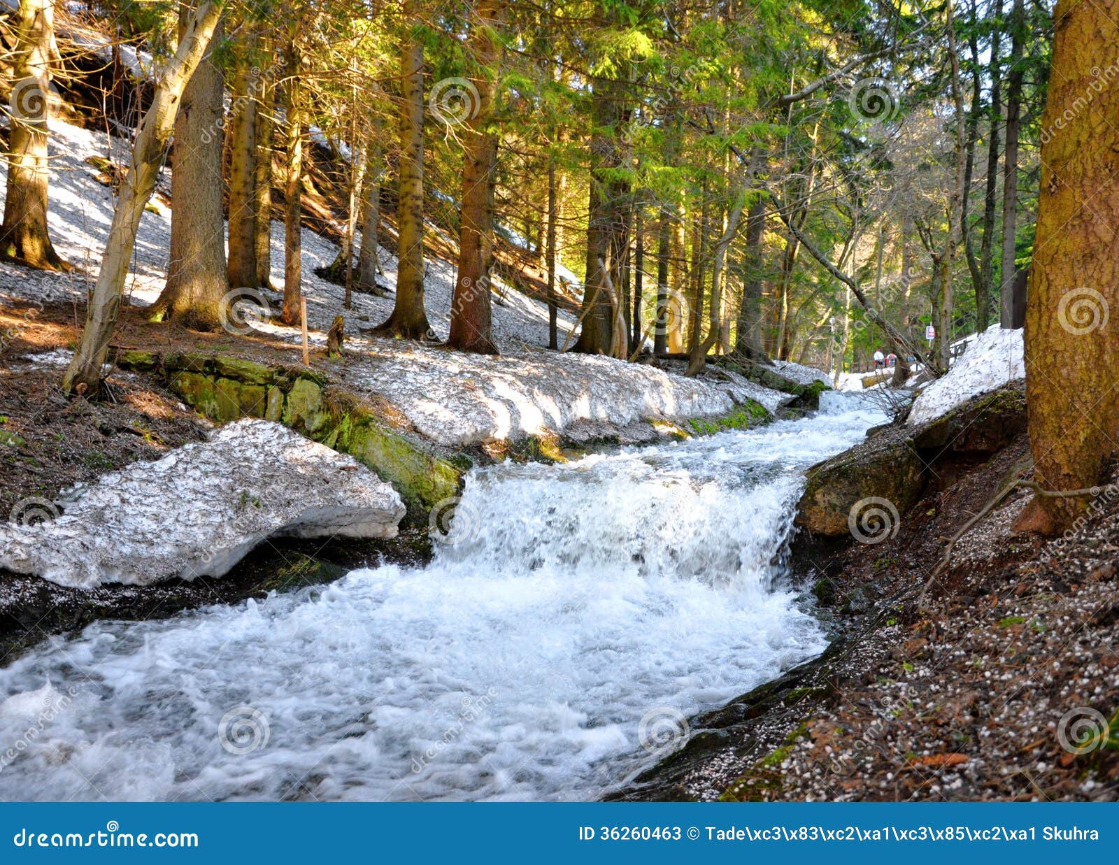 River and thawing snow stock image. Image of tree, spring - 36260463
