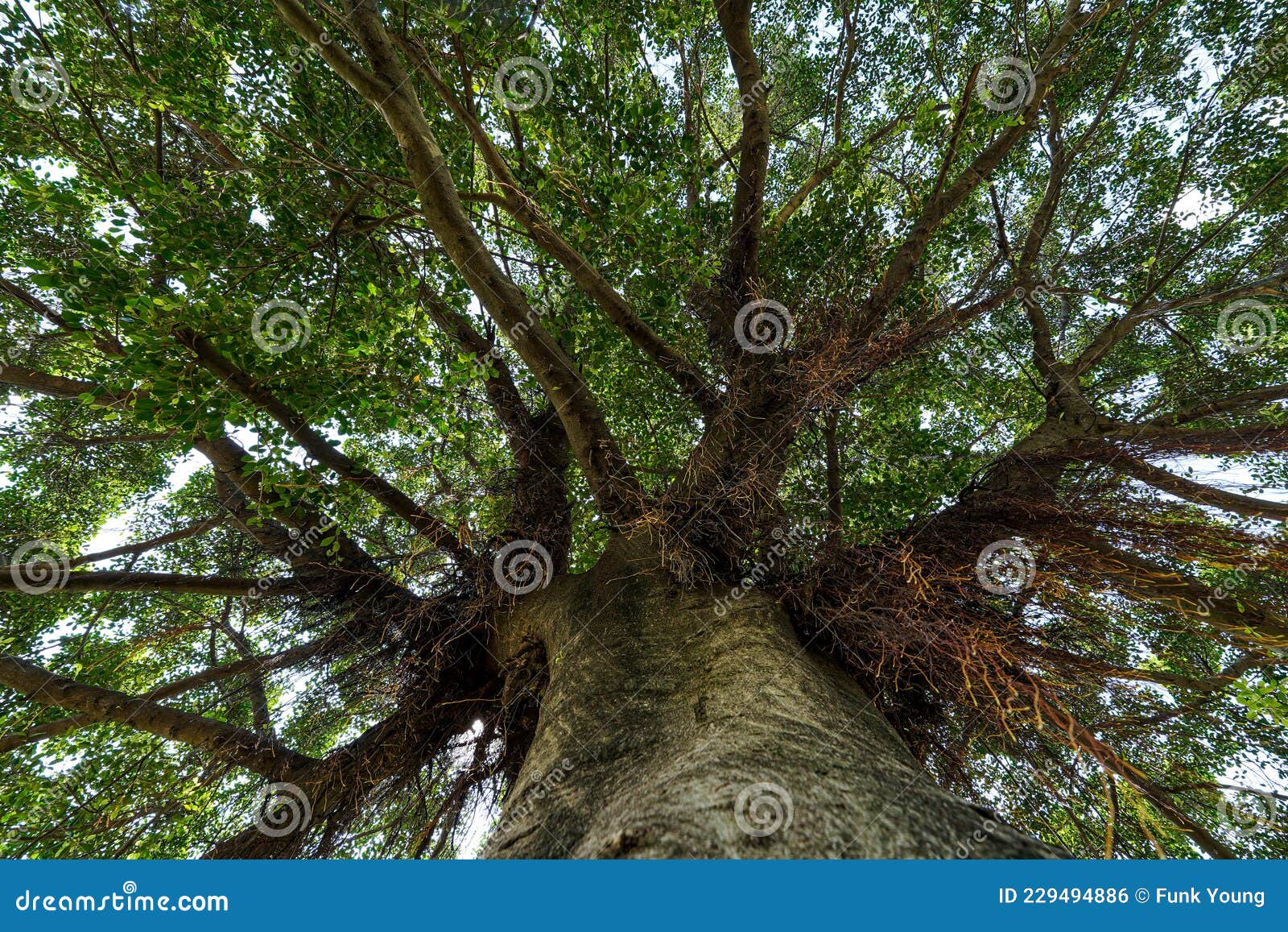 Dense canopy stock photo. Image of tree, green, river - 229494886
