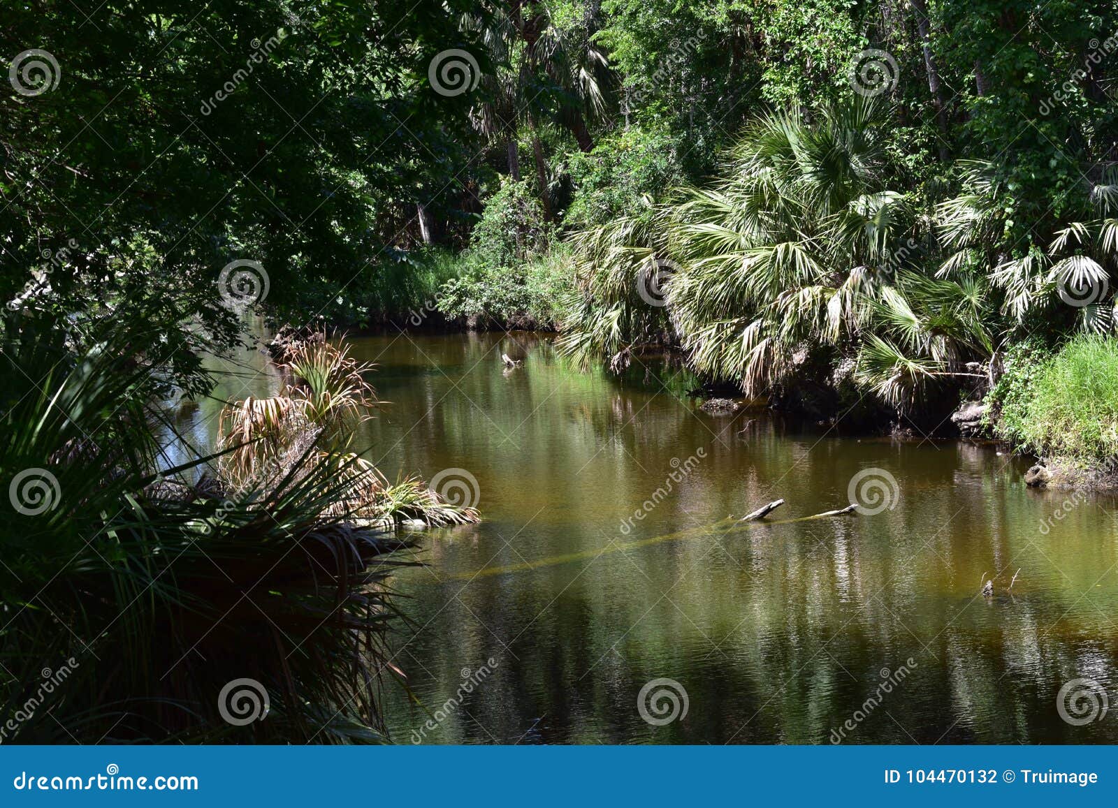 River and thick bush stock photo. Image of river, bush - 104470132