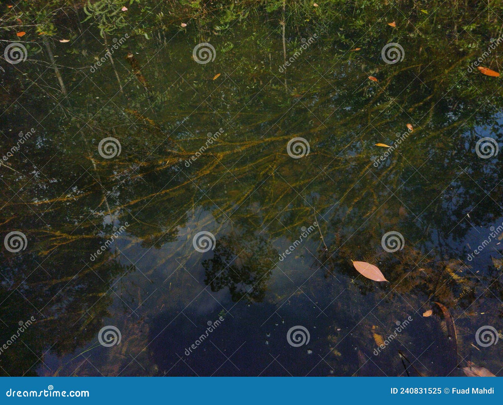 The river with a three stock image. Image of water, landscape - 240831525