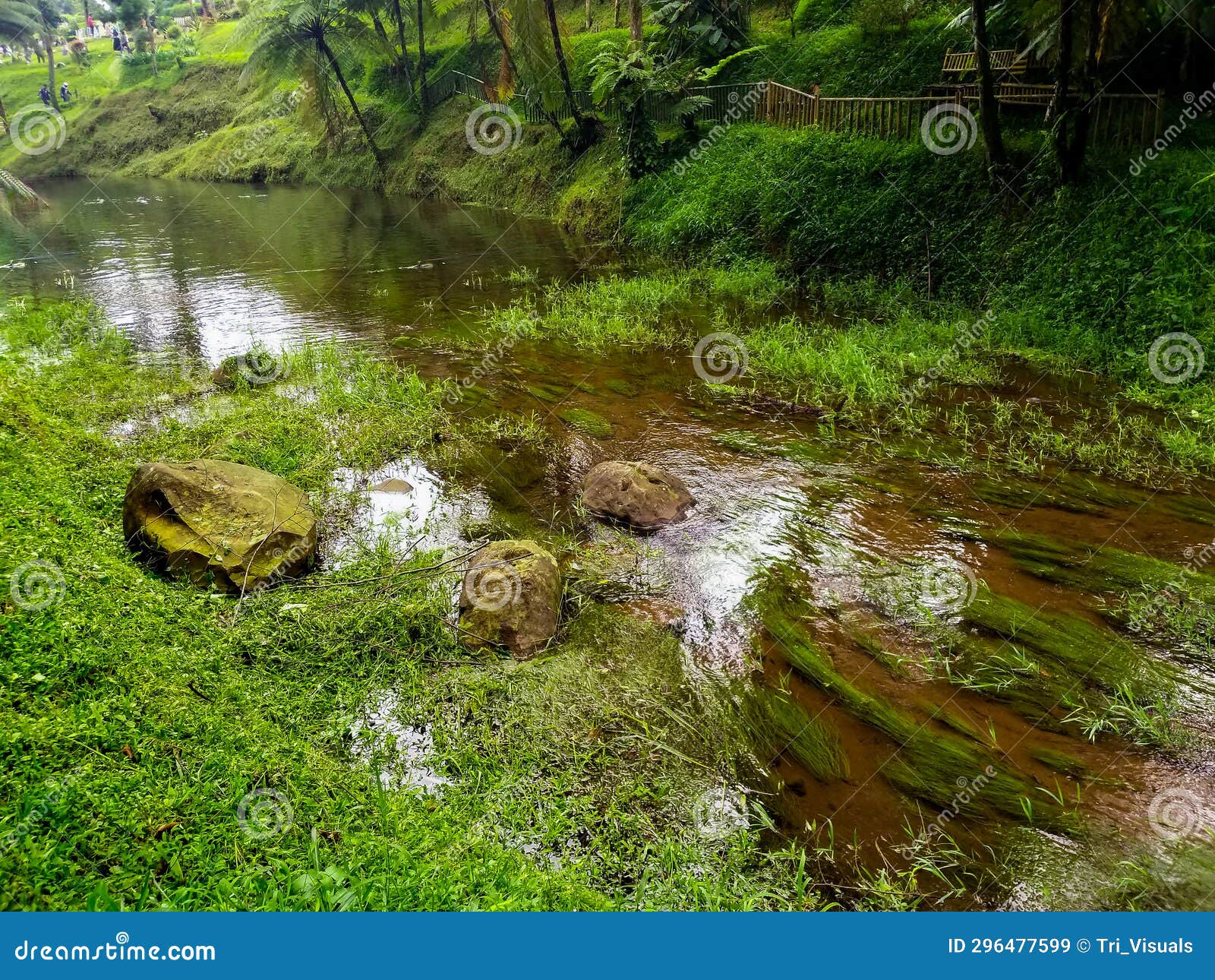 River Transitions into Serene Lake with Green Water Plants Stock Image ...