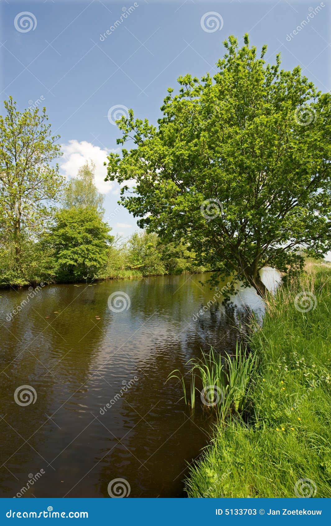 River with tree stock image. Image of river, spring, clear - 5133703