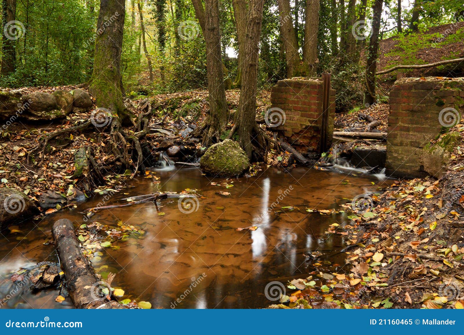 River with tree roots stock image. Image of break, rinsed - 21160465