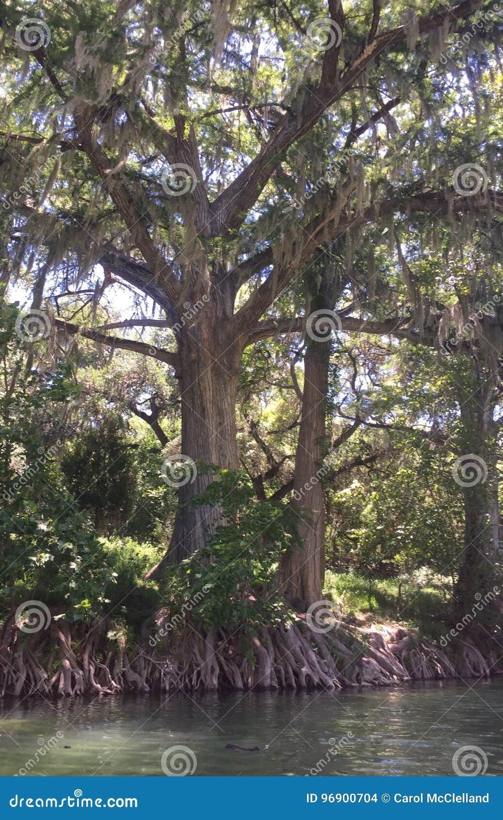 River Tree Roots stock photo. Image of bank, river, texas - 96900704