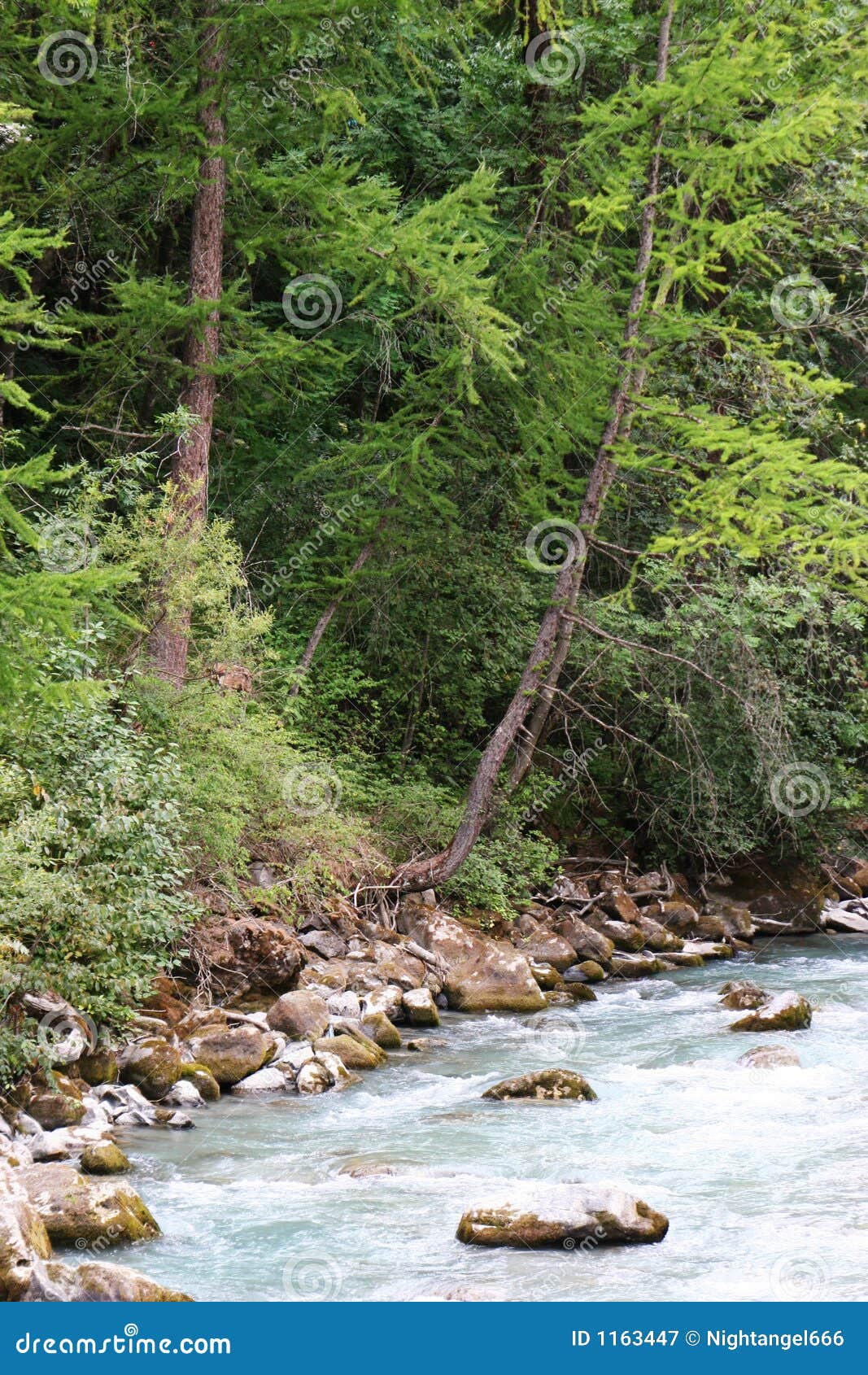 River with trees stock image. Image of stones, rock, river - 1163447
