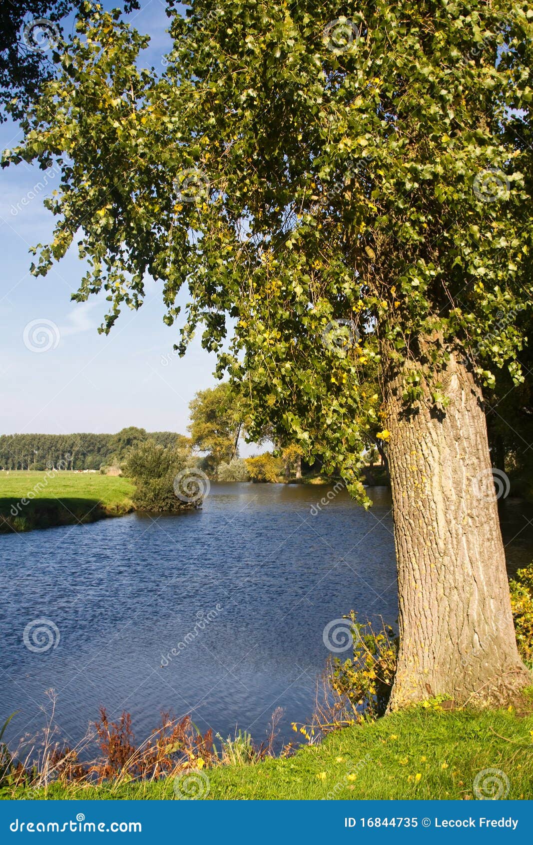 River and trees stock image. Image of easy, reflection - 16844735