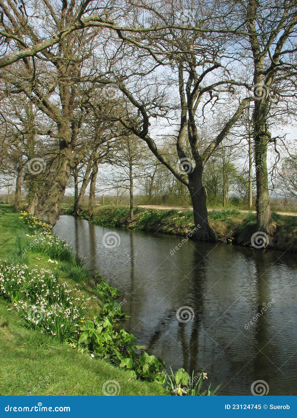 River and Trees stock image. Image of reflection, daffodils - 23124745
