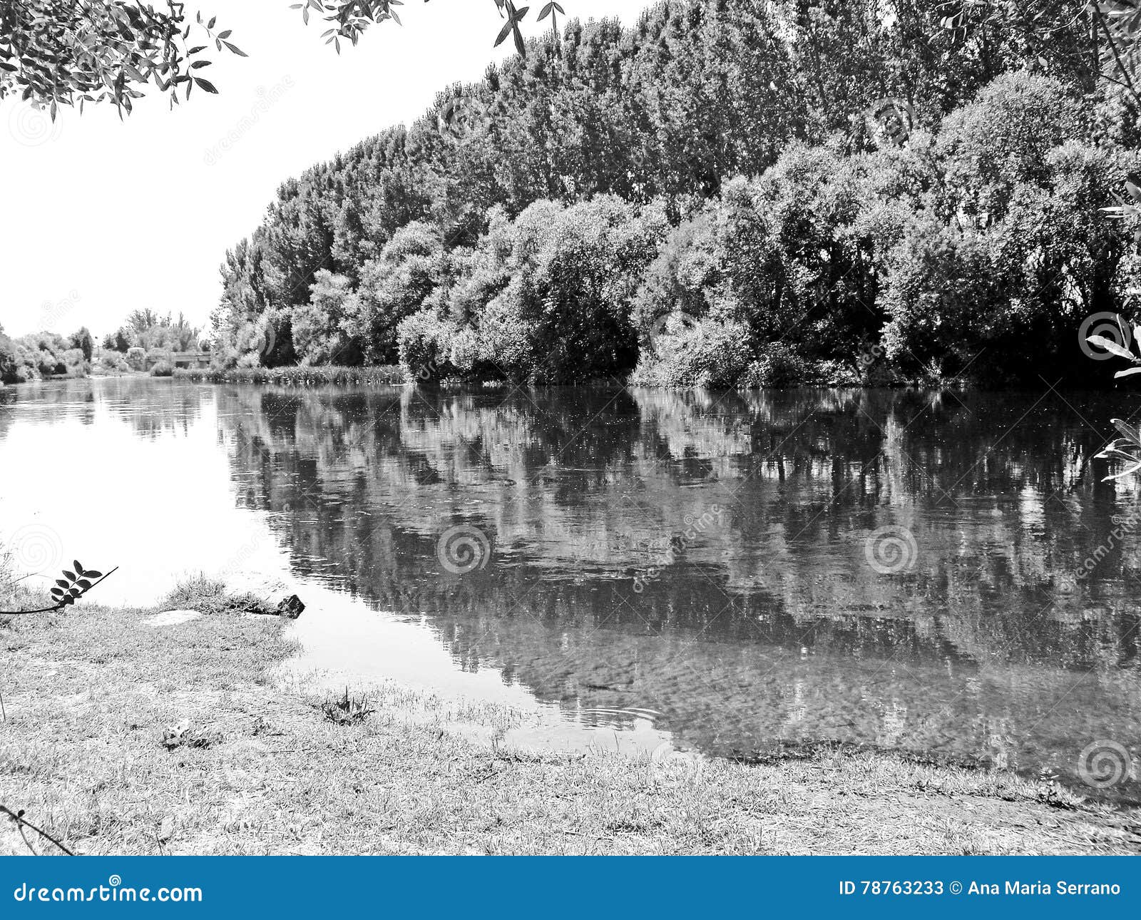 River with Trees on Black and White Stock Image - Image of water ...