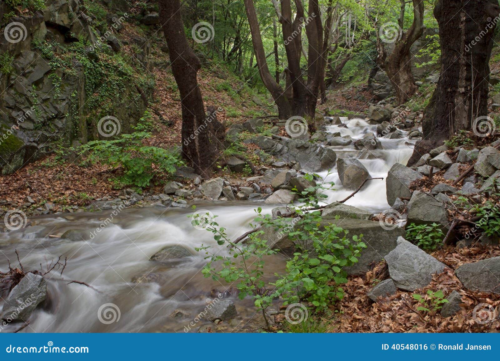 River with trees stock photo. Image of rapids, fast, bulgaria - 40548016
