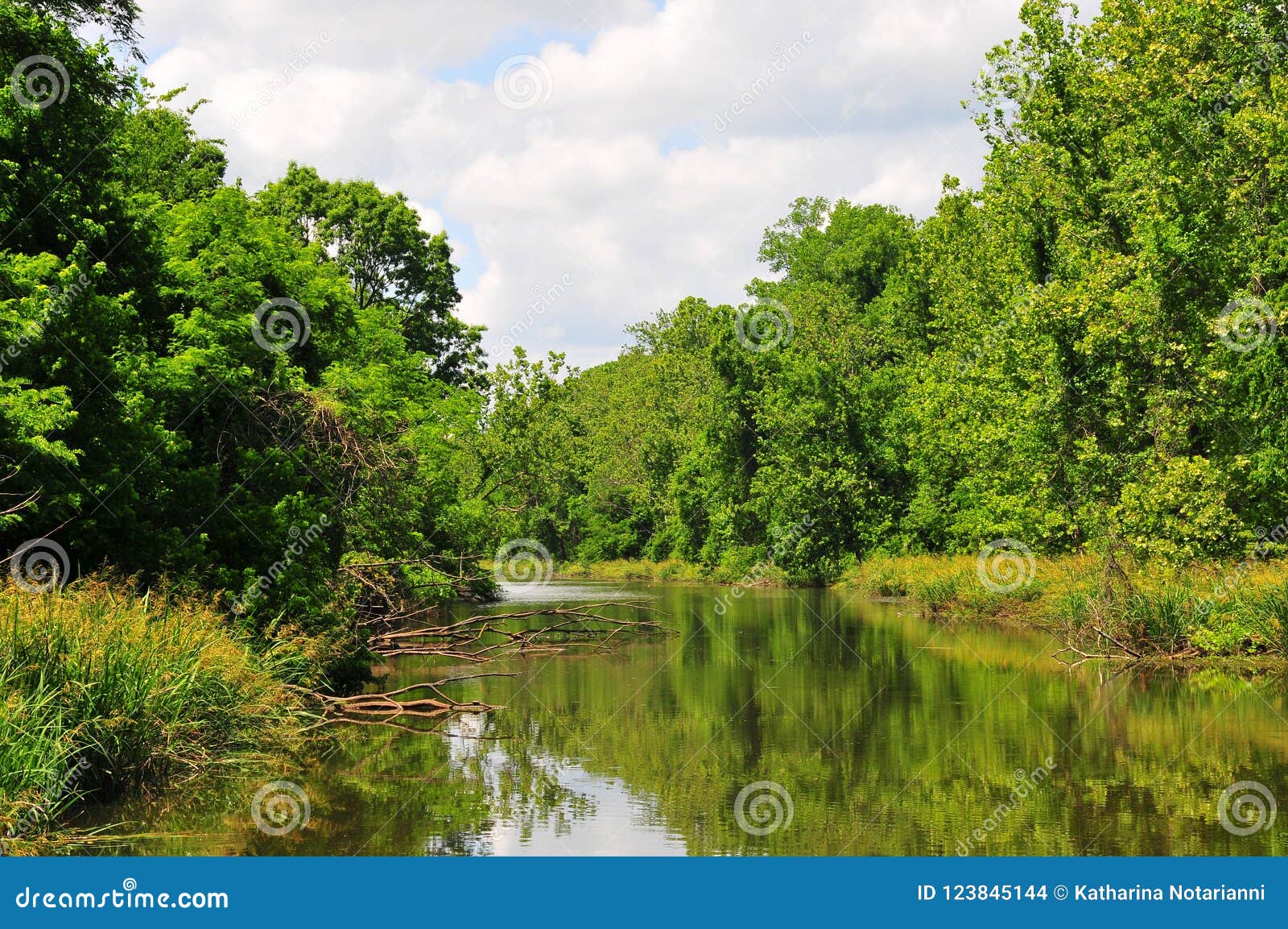 River and Trees at Horton Slough Stock Photo - Image of vegetation ...