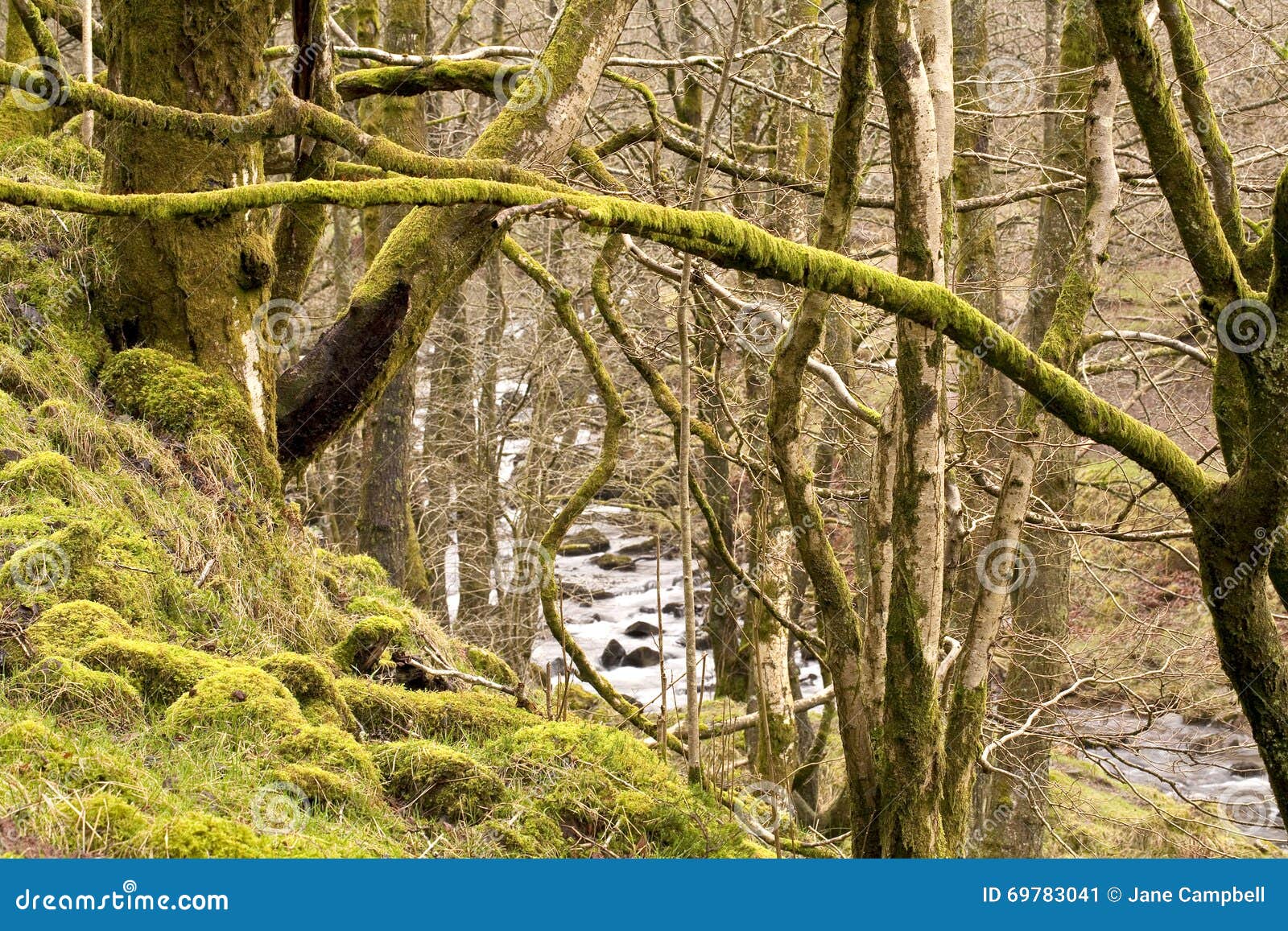 Tangle Trees Background Stock Photo | CartoonDealer.com #40844292