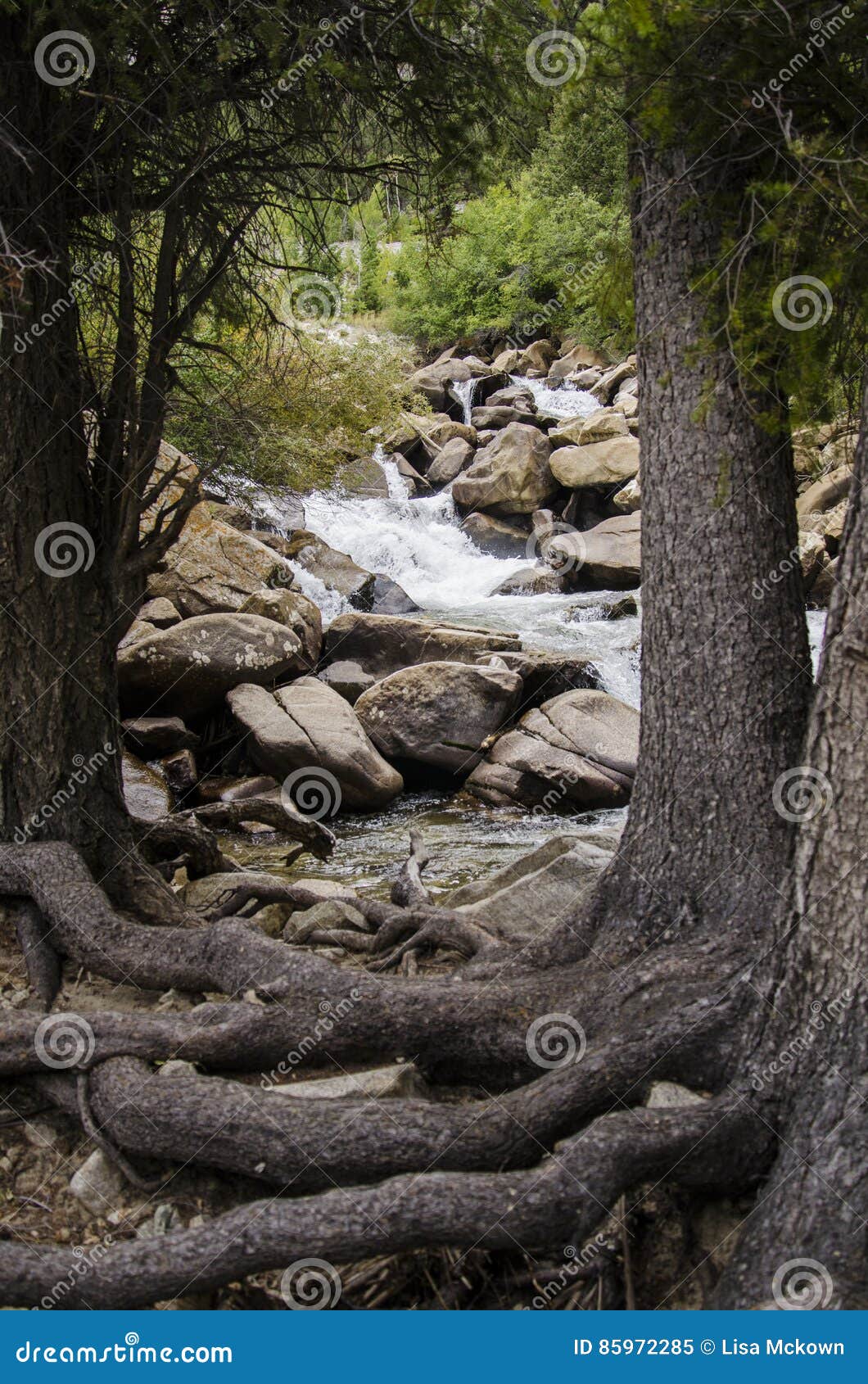 A River and Trees in the Mountains with Roots on on Top of Ground Stock ...