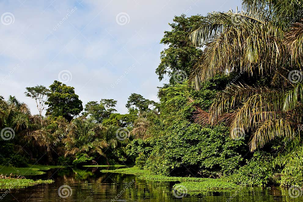 A River and Trees in a Rainforest Stock Photo - Image of amazon, green ...