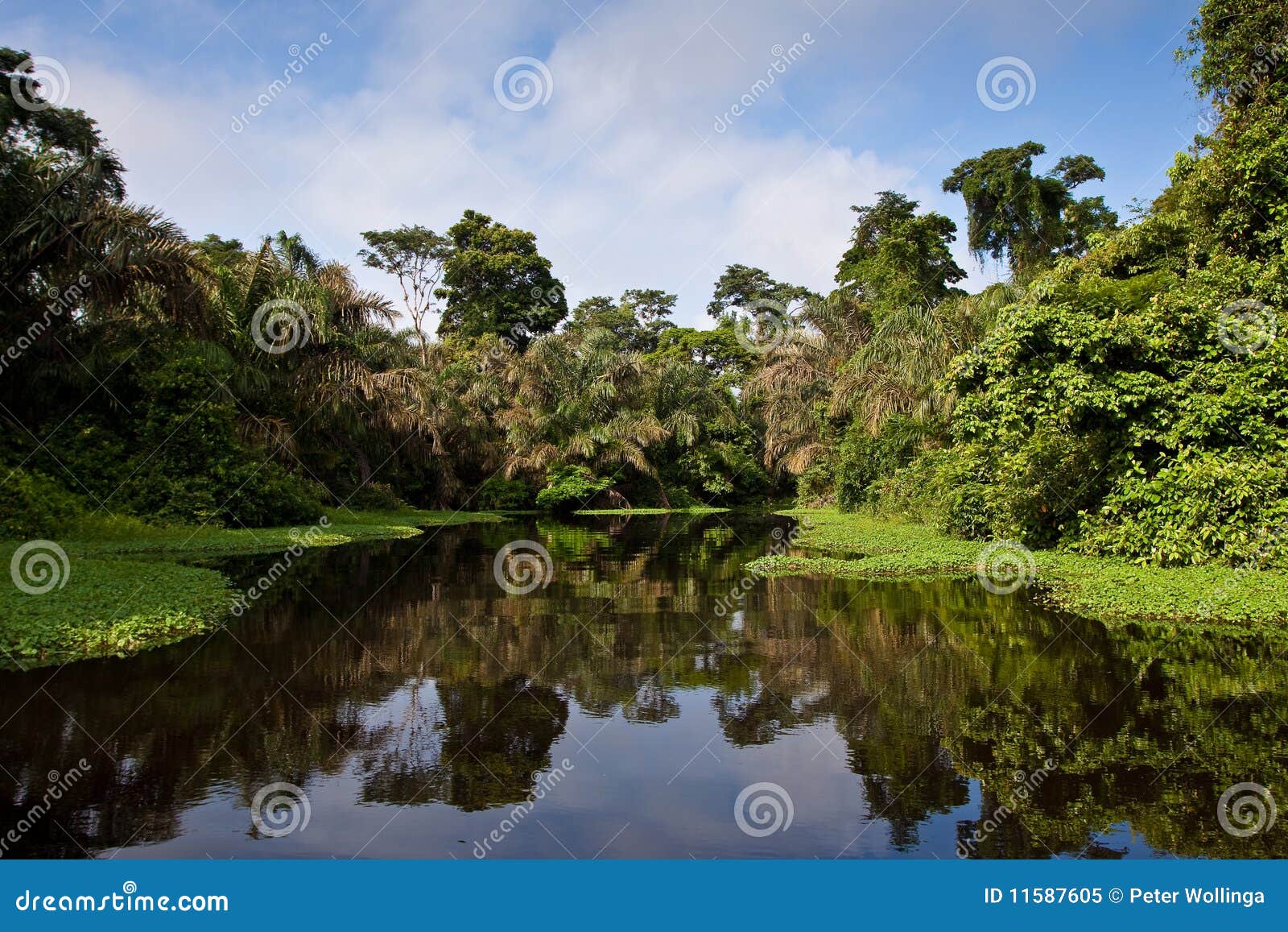 A River and Trees in a Rainforest Stock Image - Image of amazon, river ...