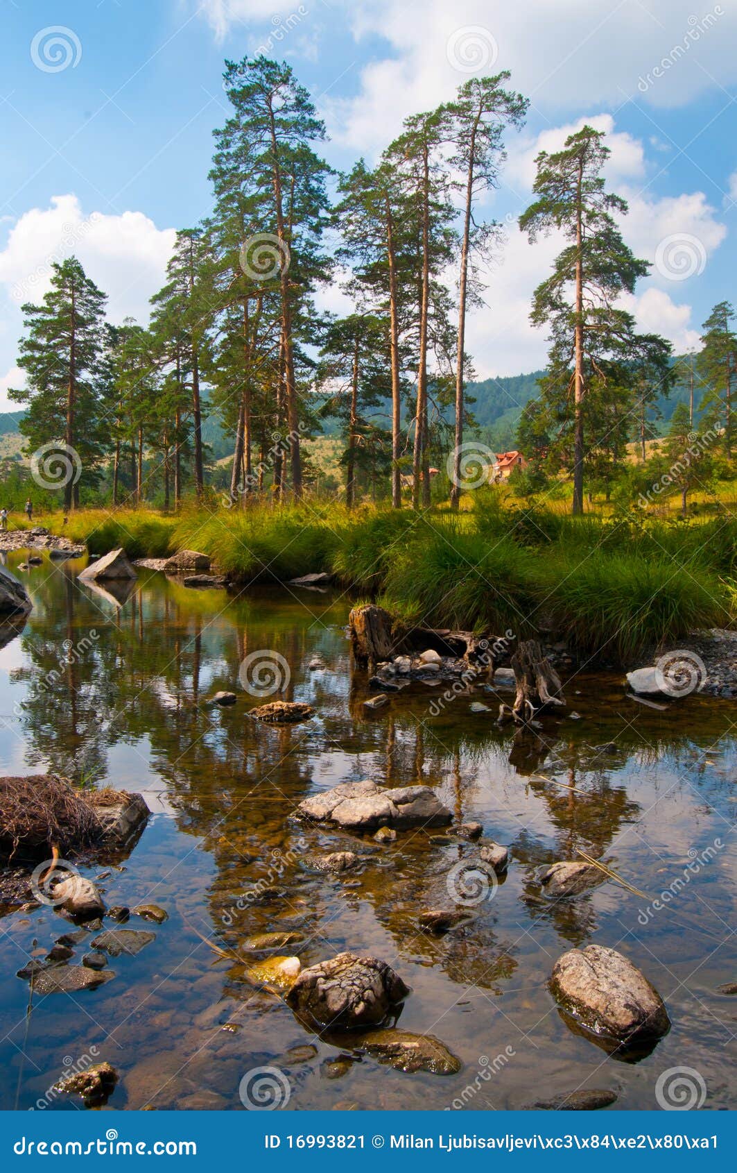River Trees Reflection stock image. Image of reflection - 16993821