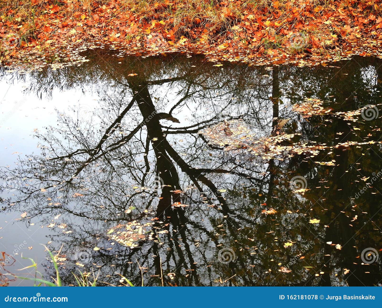 River and Trees Reflection, Lithuania Stock Photo - Image of trees ...