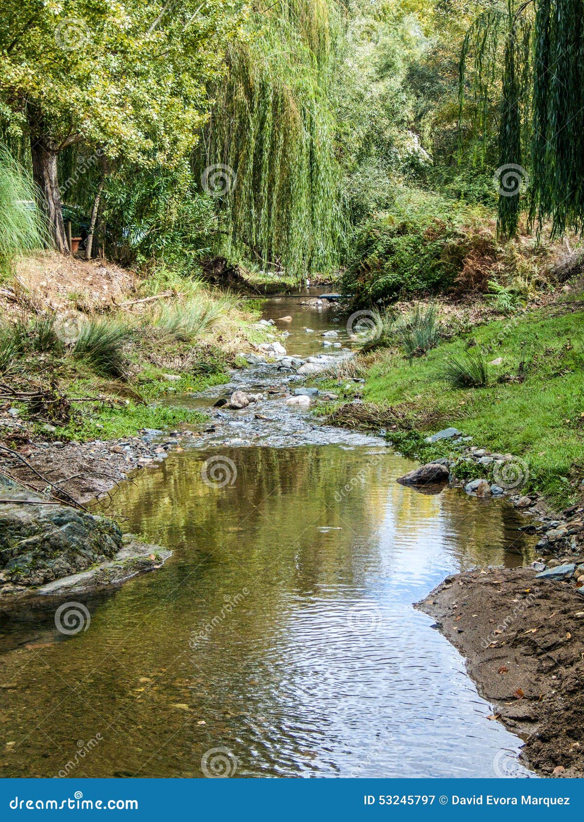 River between trees stock image. Image of tree, forest - 53245797