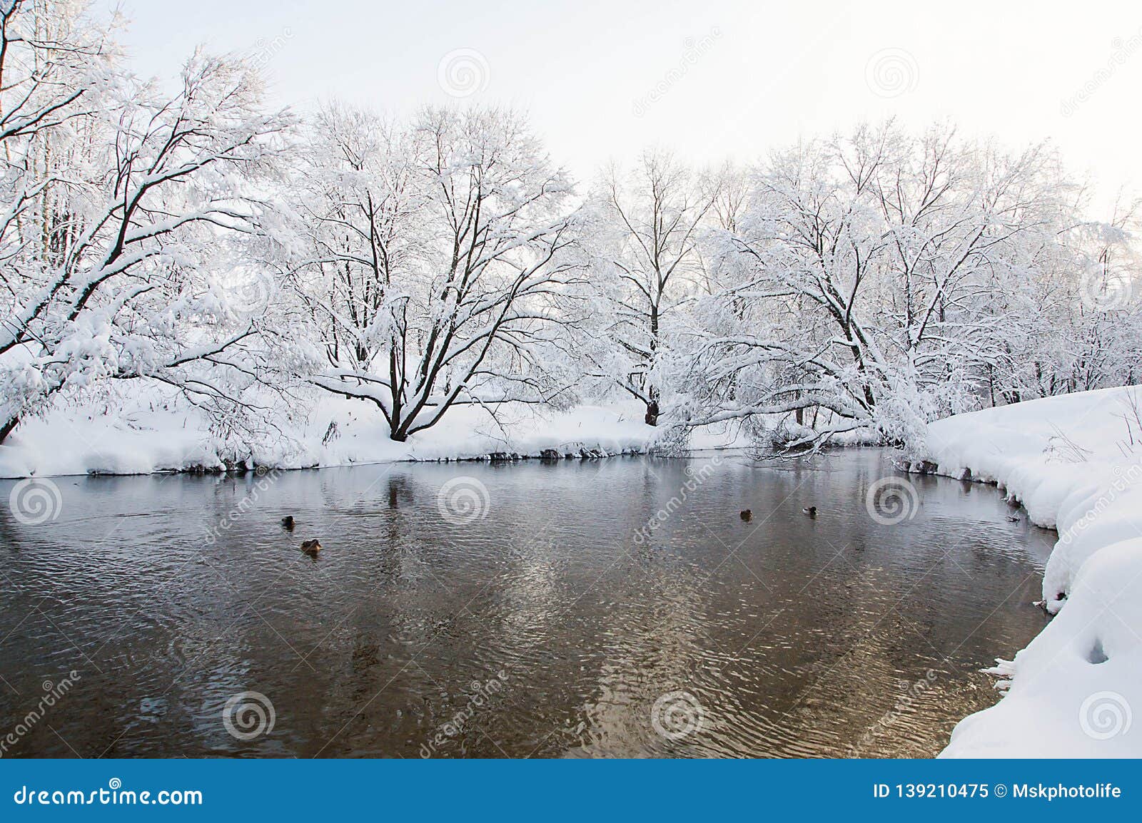 River and Trees Under Snow on Winter Day Stock Image - Image of shrubs ...