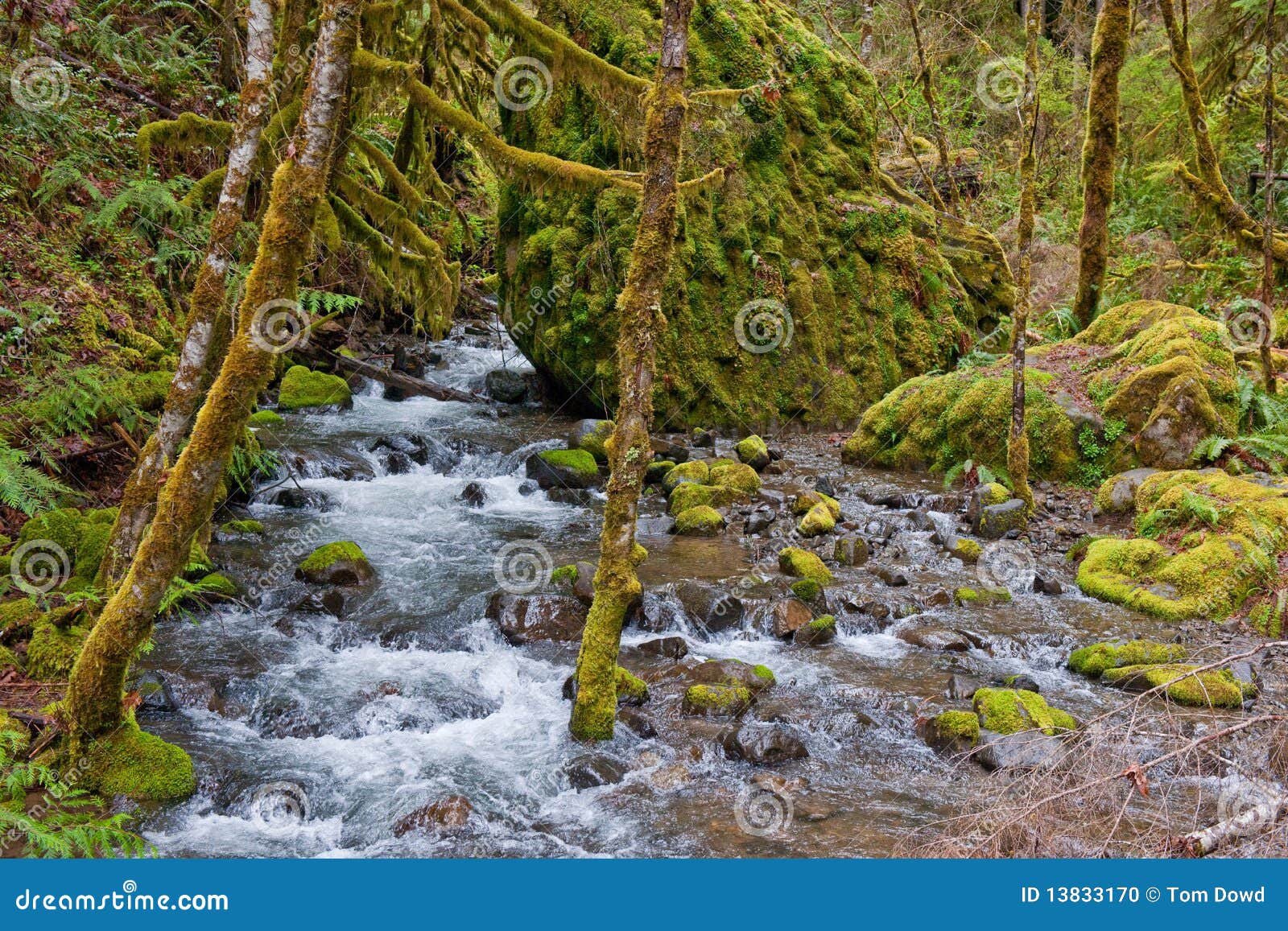 River tributary in forest stock photo. Image of outside - 13833170