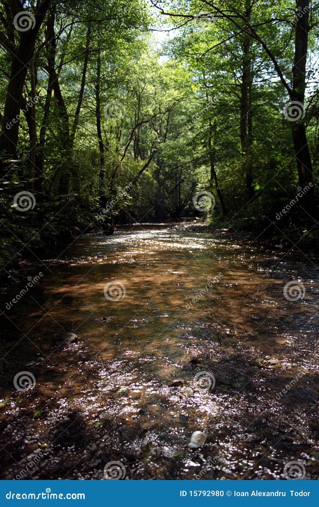 River Trough the Dark Forest Stock Photo - Image of romania, wild: 15792980